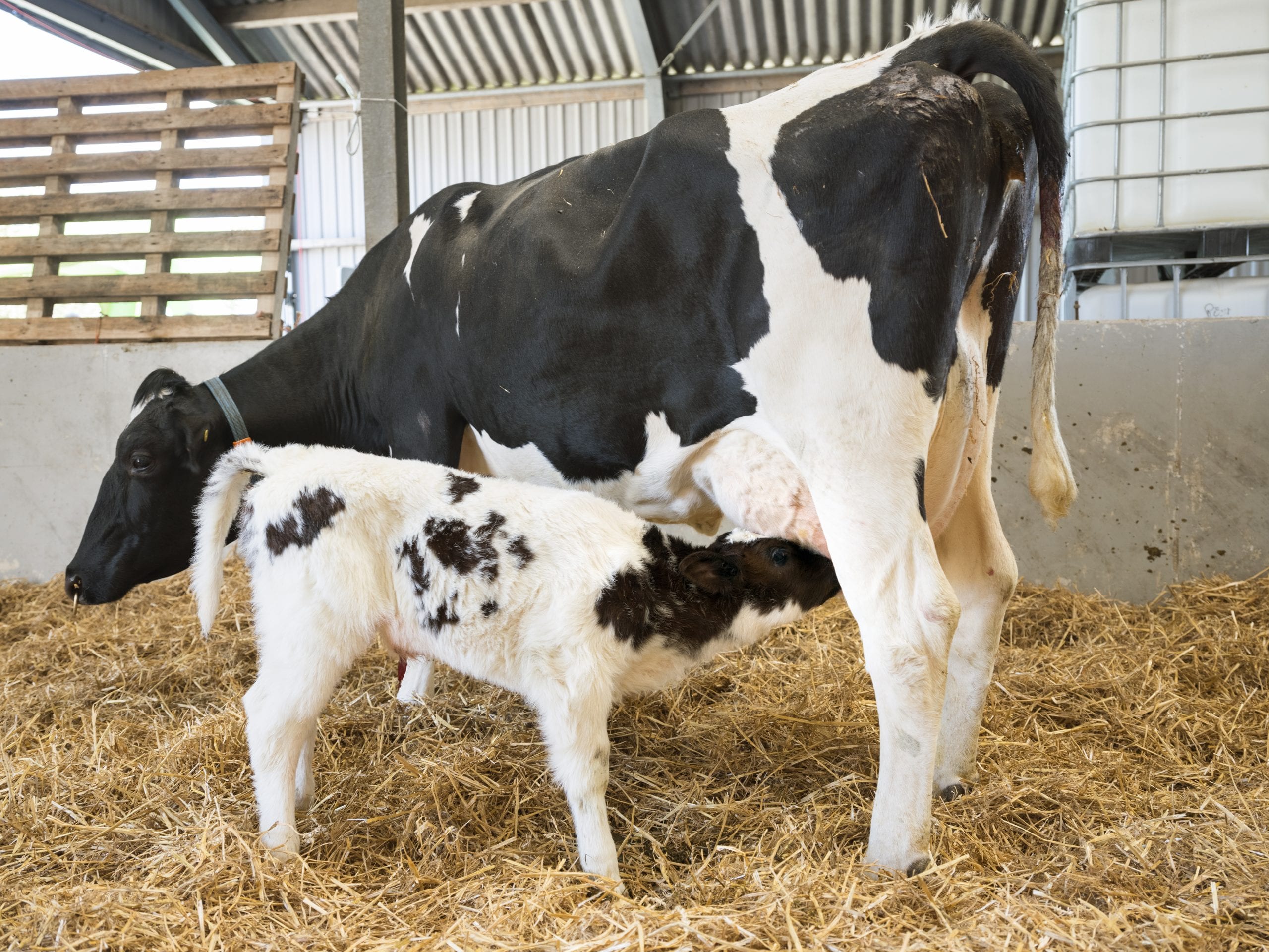 A Healthier Calf, Top tips by our Veterinary Consultant Tommy Heffernan ...