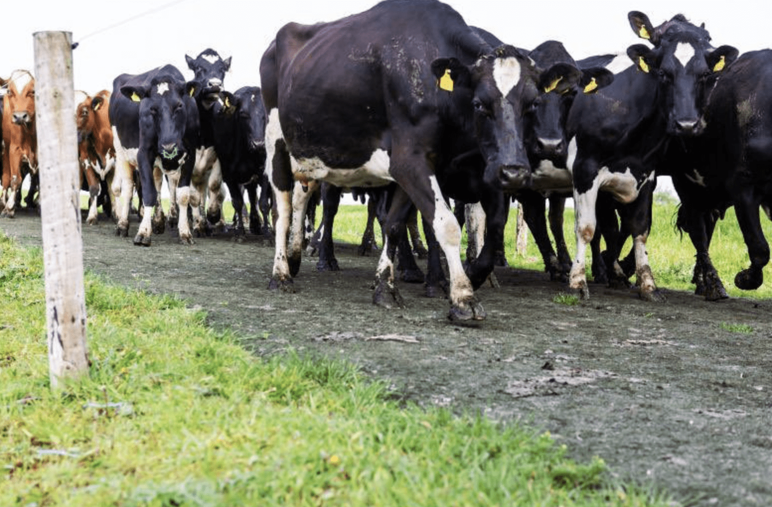 Increase in Pica disorder evident on Irish Farms - Terranutritech