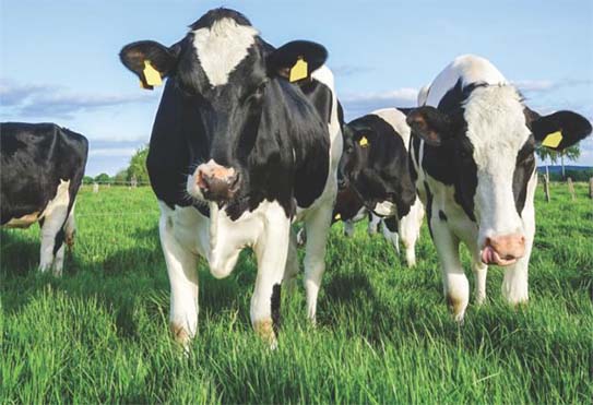 Bloat in Cattle | Causes and Solutions | Terra NutriTECH