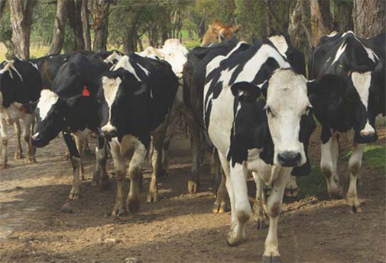 Pica In Cattle | Causes and Solutions | Terra NutriTECH