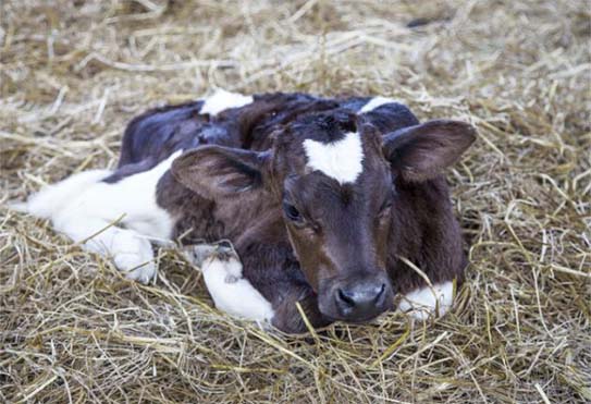 Stillbirth In Calves | Causes and Solutions | Terra NutriTECH